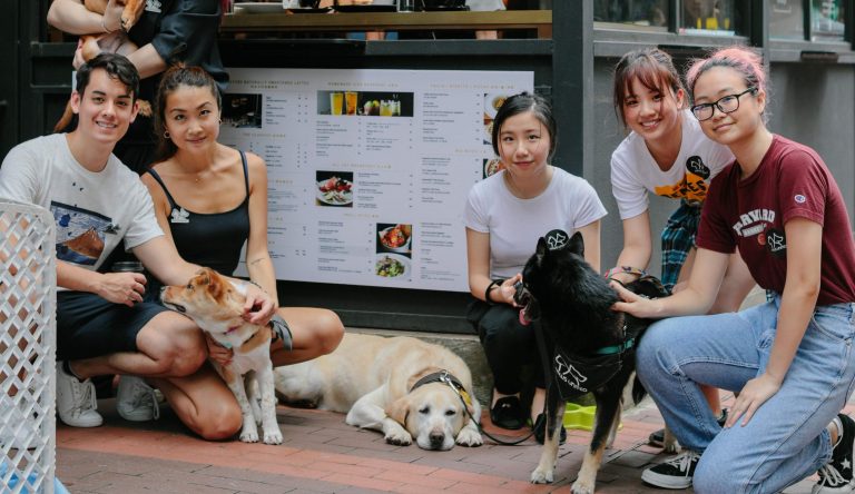 GET INVOLVED – PAWS UNITED CHARITY