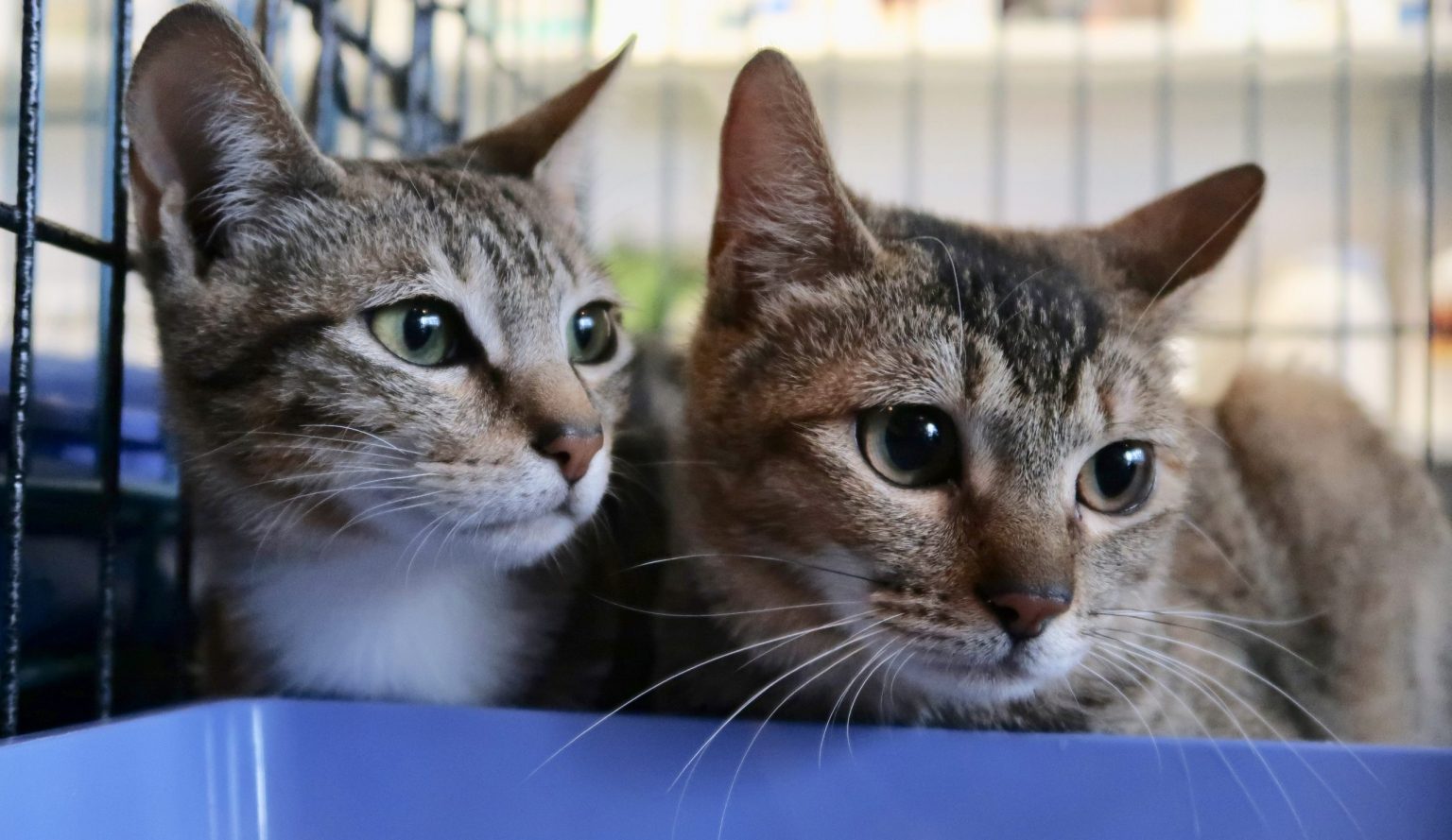 Donate Now – PAWS UNITED CHARITY