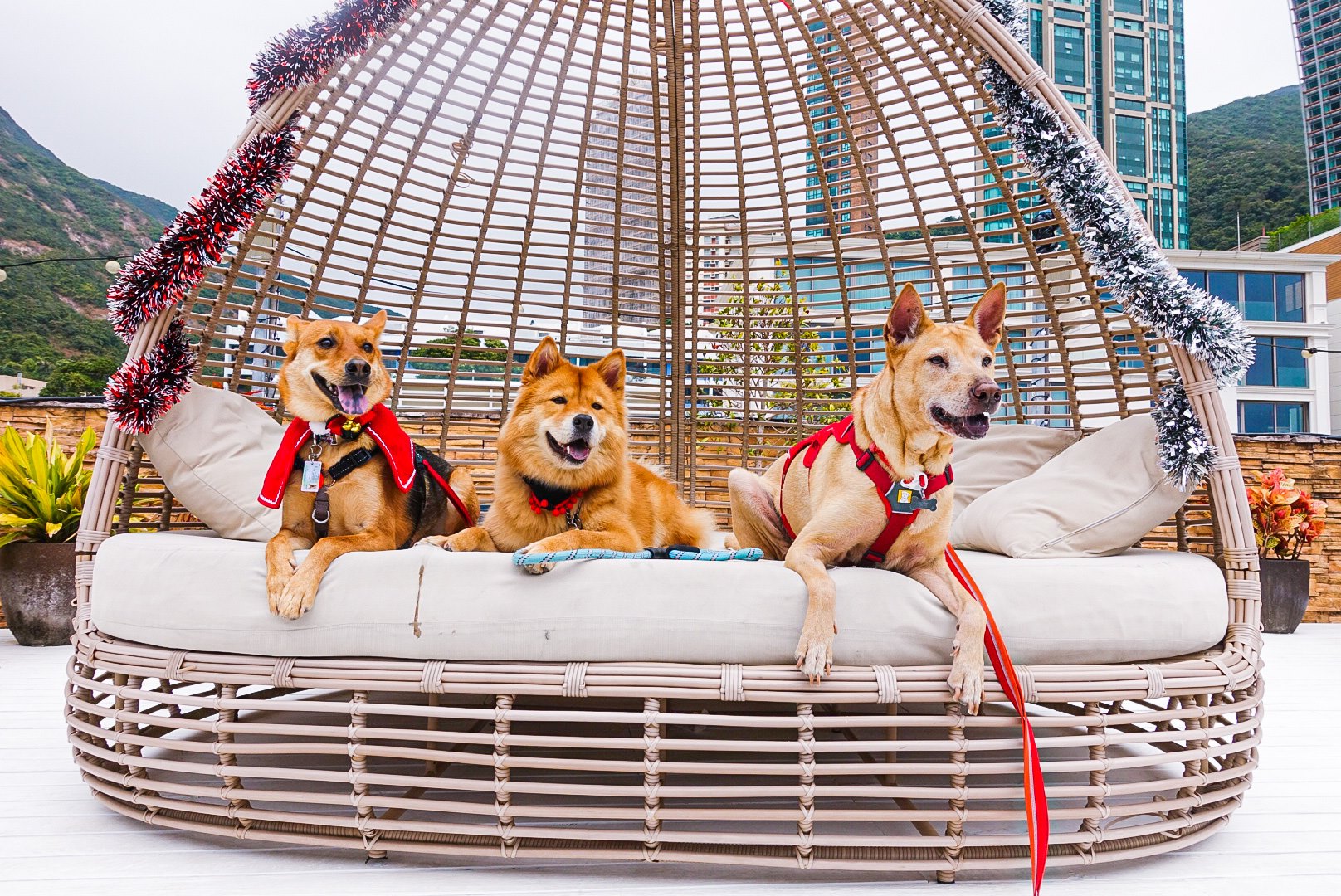 Events – PAWS UNITED CHARITY